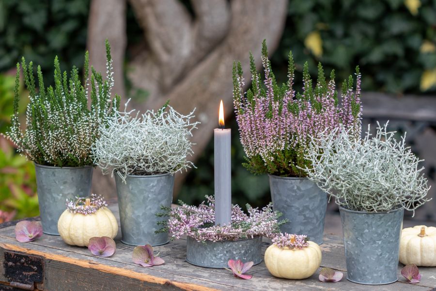 Decentná výsadba na cintorínoch - Zensky Web