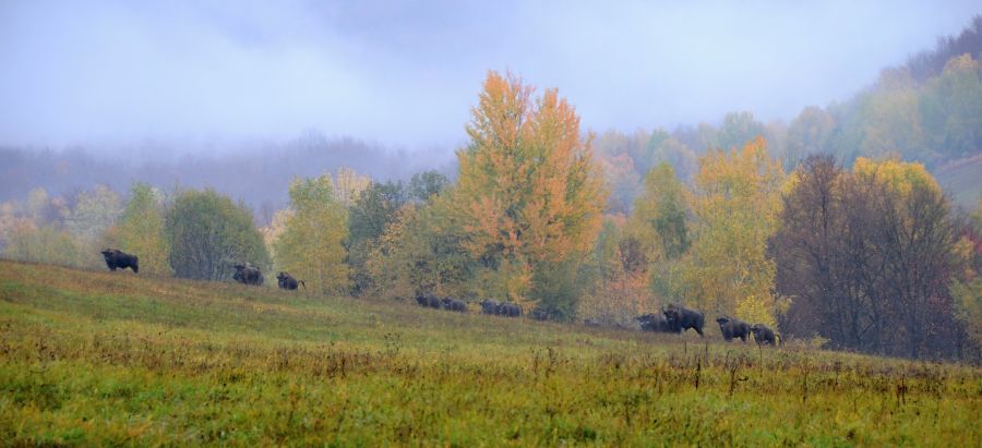 Vitajte v Národnom parku Poloniny - Zensky Web
