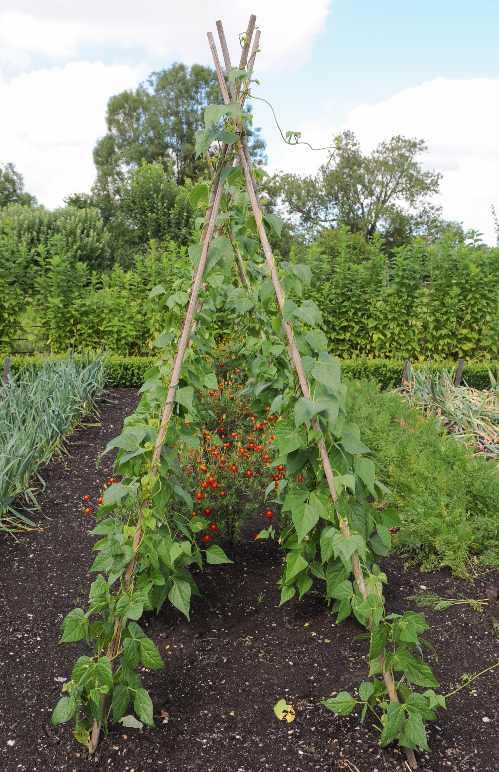 Výživná fazuľa - Zensky Web